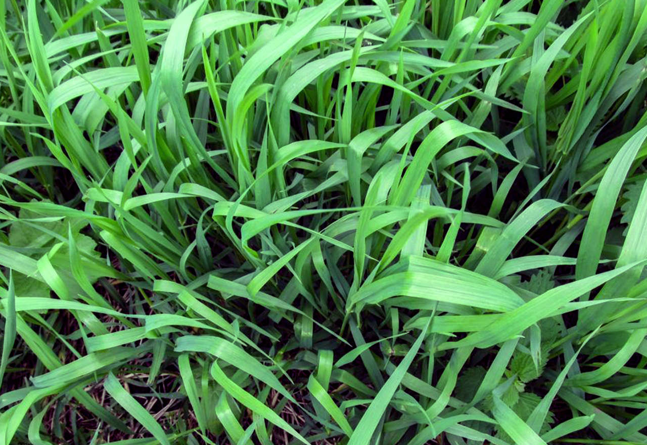 Quackgrass Don t Call Me Crabgrass